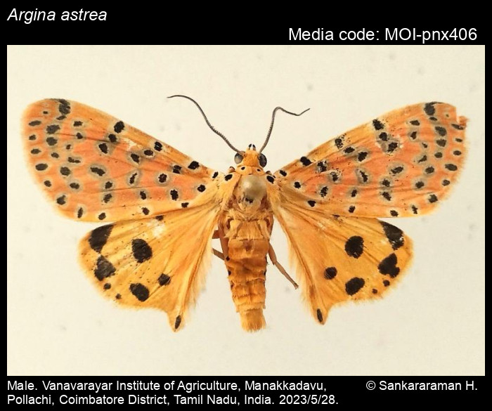 Argina astrea | Moths